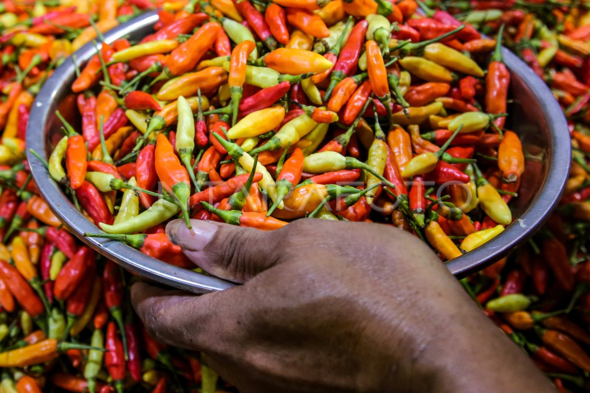 Cabai rawit melonjak naik jelang Natal dan Tahun Baru di Ternate | ANTARA Foto