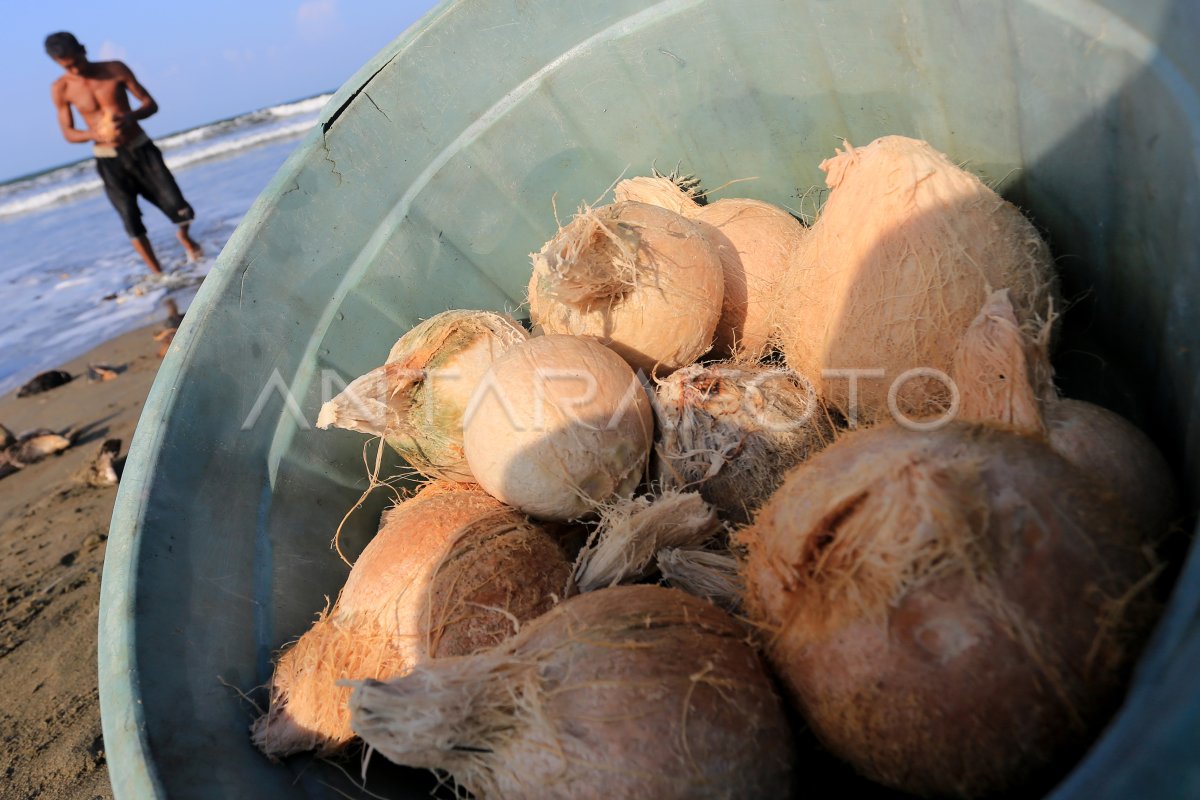 Kelapa bakar sajian khas Ramadhan di Aceh Barat | ANTARA Foto Kelapa bakar sajian khas Ramadhan di Aceh Barat | ANTARA Foto
