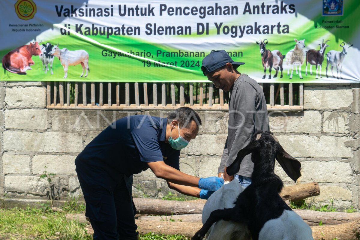 Vaksinasi antraks di DIY | ANTARA Foto