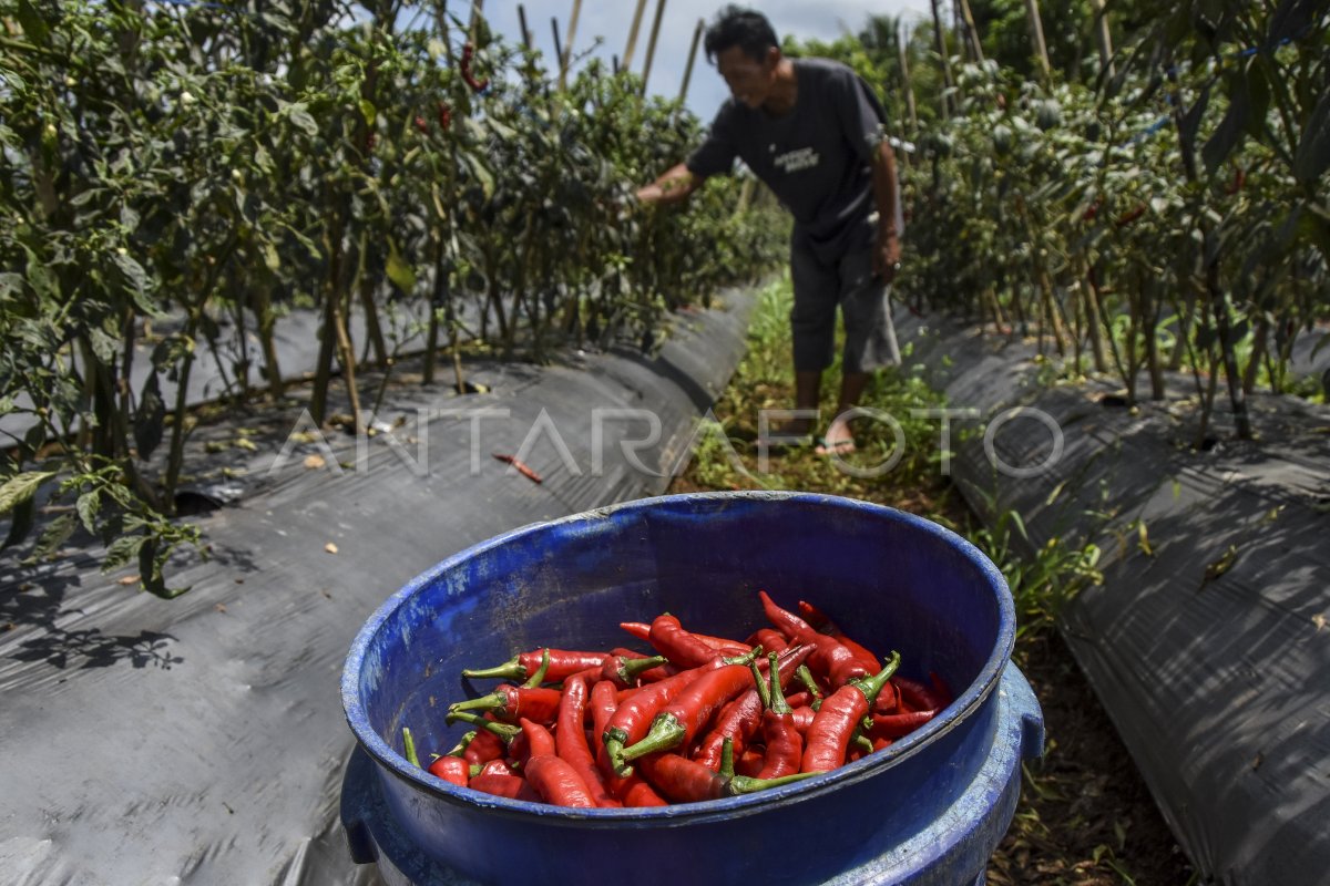 Harga cabai merah turun | ANTARA Foto