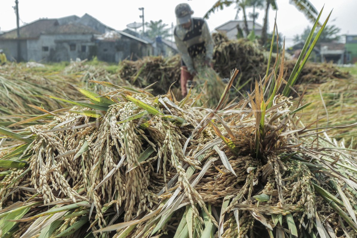 Penyerapan gabah kering panen | ANTARA Foto