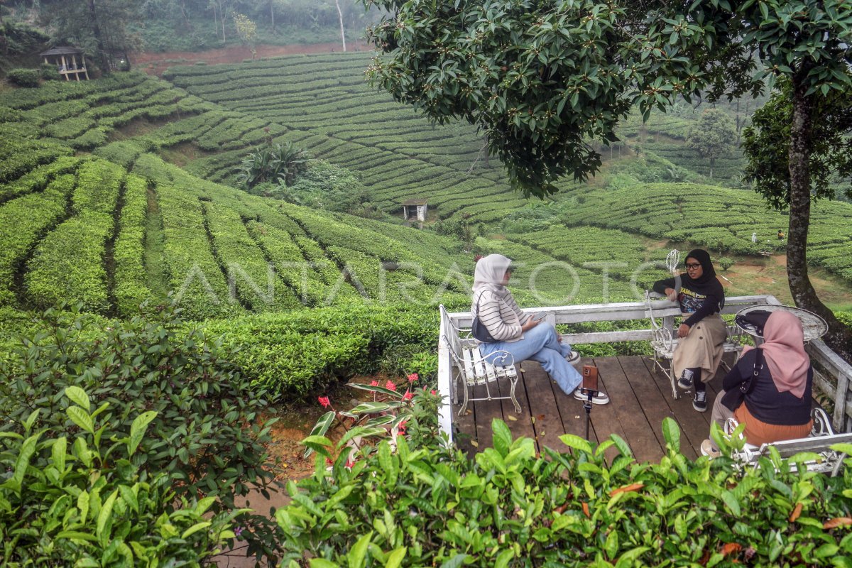 Wisata kebun teh Puncak Bogor saat libur Waisak | ANTARA Foto
