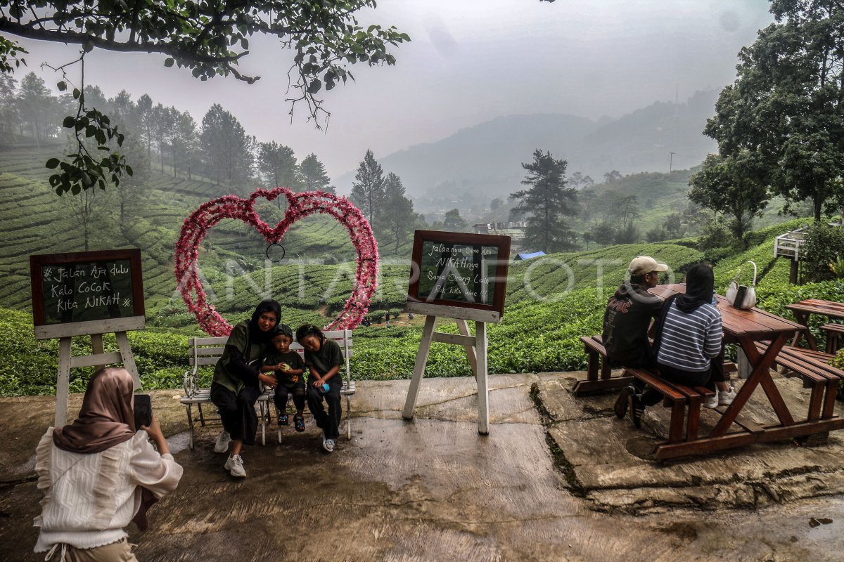 Wisata kebun teh Puncak Bogor saat libur Waisak | ANTARA Foto