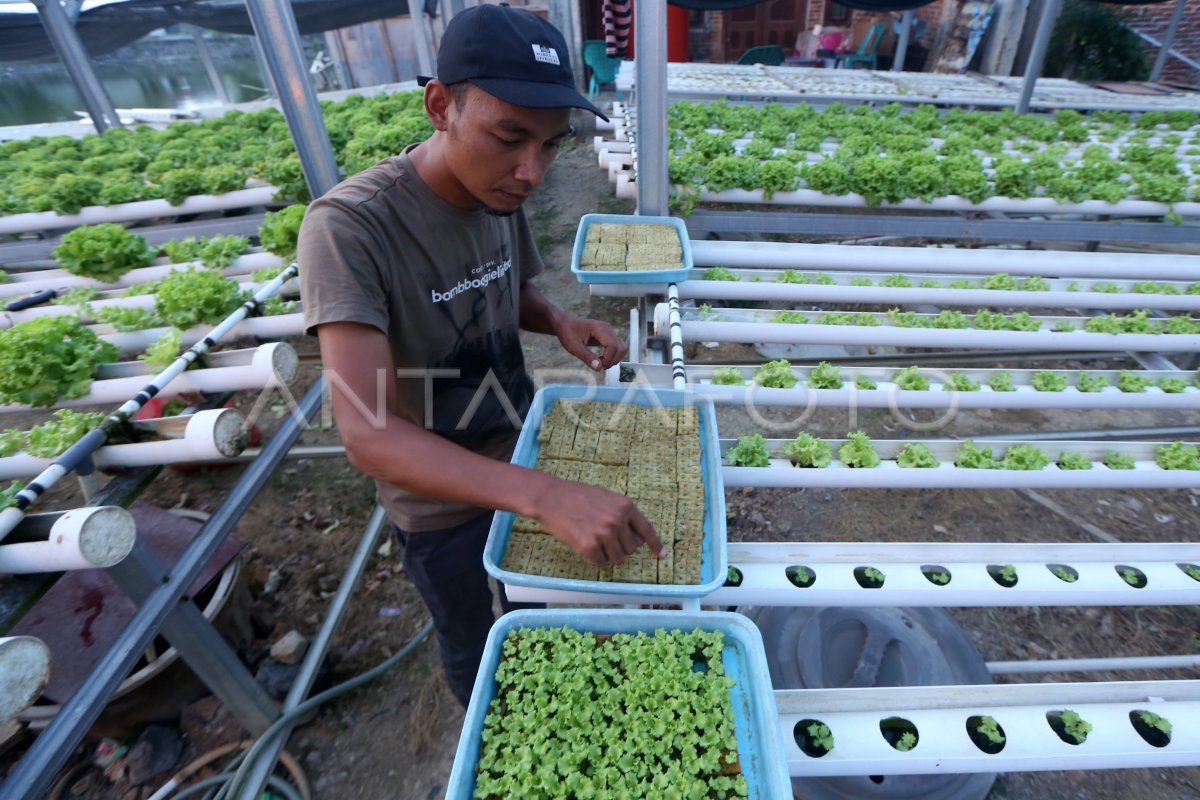 Pemanfaatan pekarangan untuk budidaya sayur sistem hidroponik | ANTARA Foto