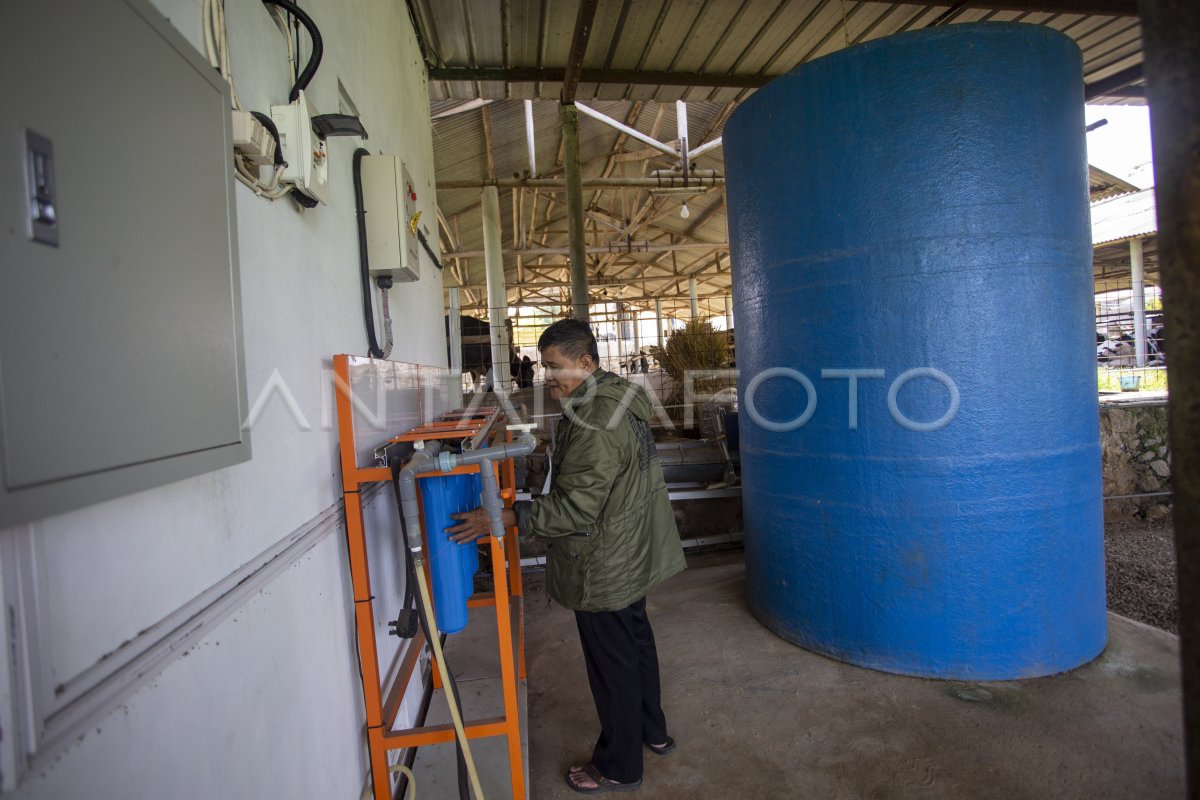 Pemanfaatan limbah kotoran sapi jadi energi biogas | ANTARA Foto Pemanfaatan limbah kotoran sapi jadi energi biogas | ANTARA Foto