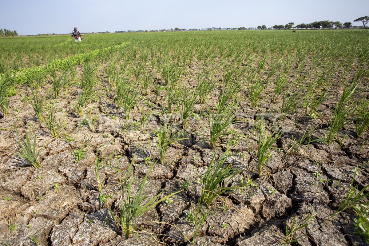 Puncak musim kemarau di Indonesia | ANTARA Foto