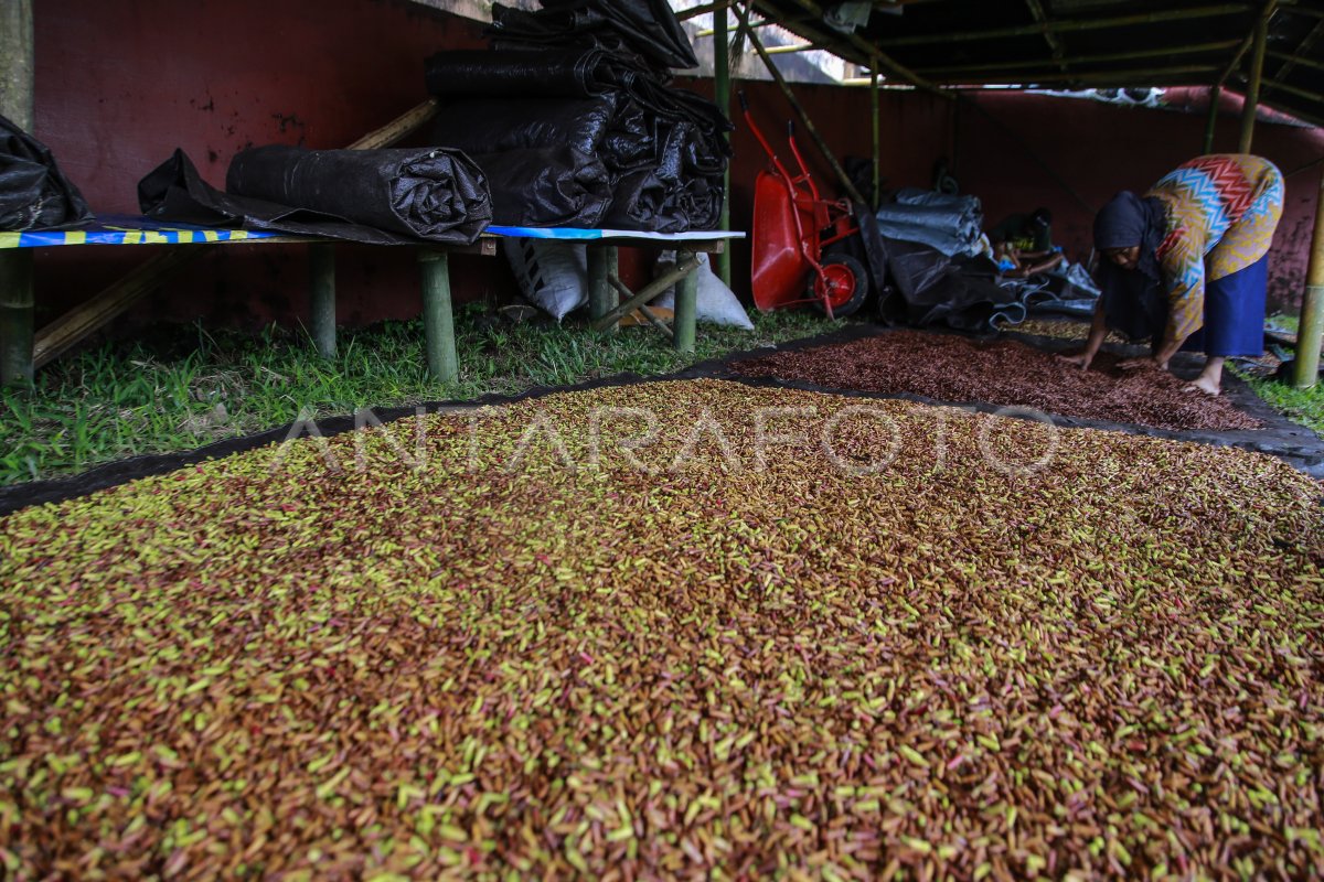 Panen cengkeh terkendala proses pengeringan | ANTARA Foto
