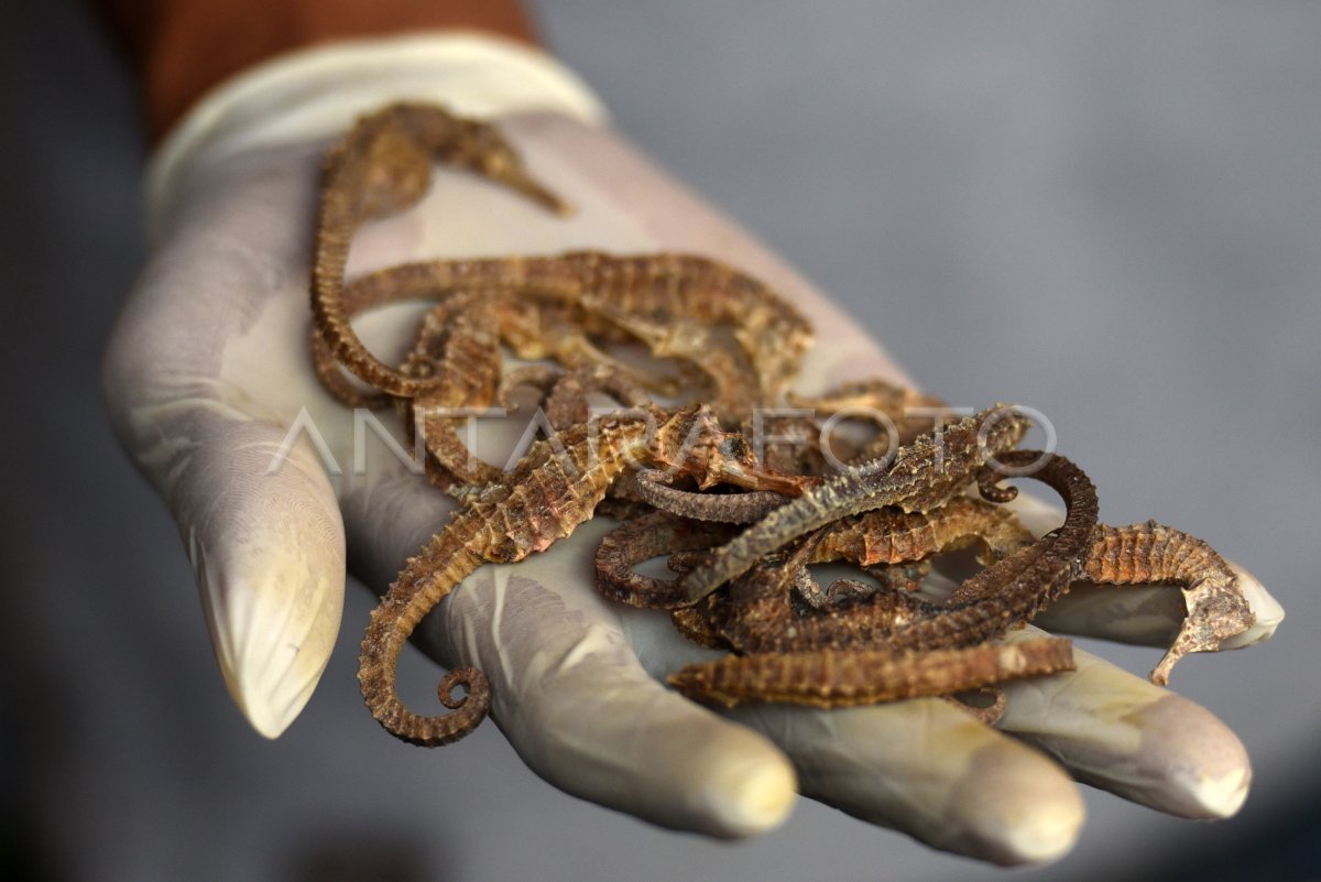 PERNIAGAAN SATWA DILINDUNGI | ANTARA Foto