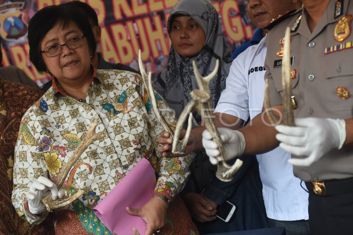 PERNIAGAAN SATWA DILINDUNGI | ANTARA Foto