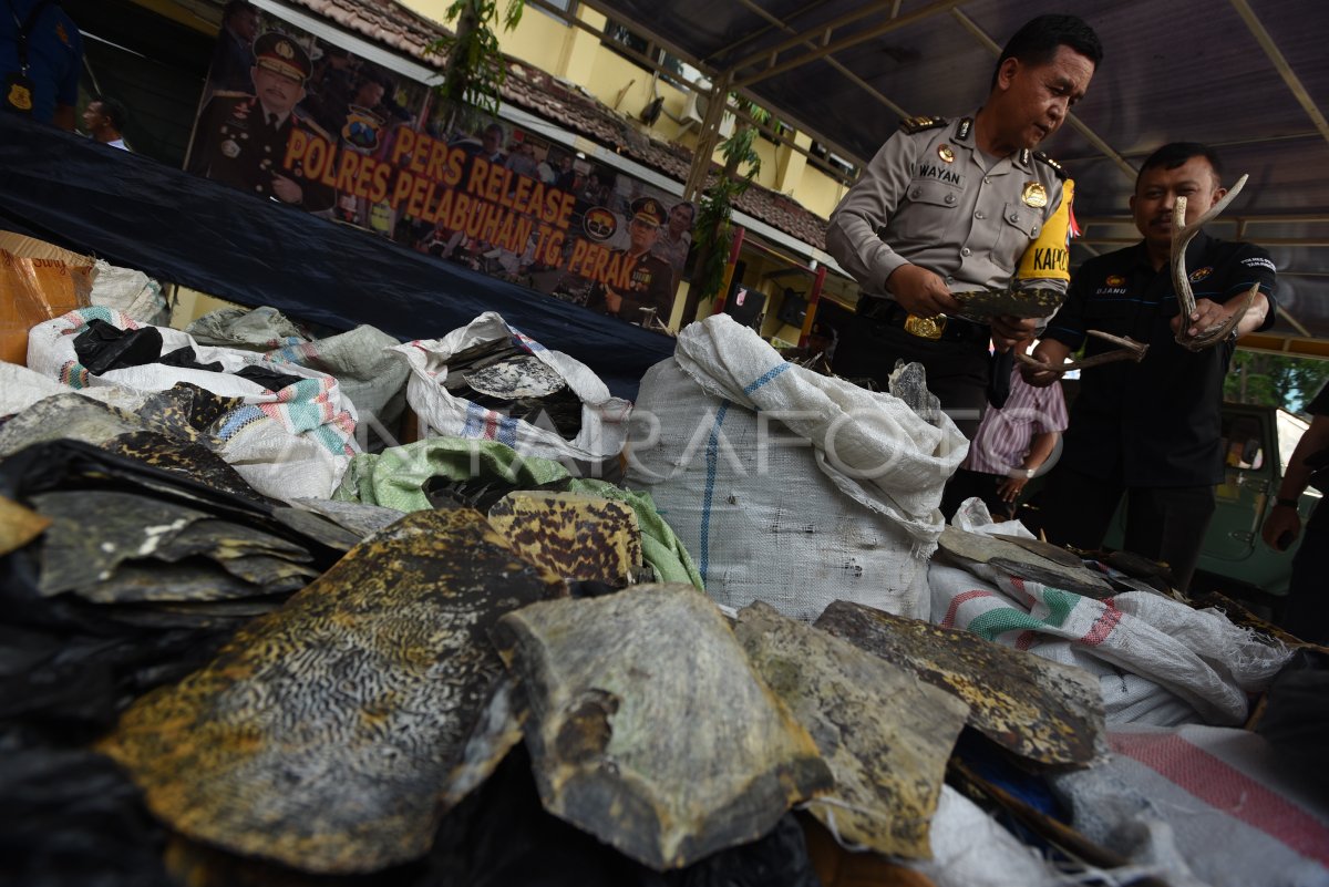 PERNIAGAAN SATWA DILINDUNGI | ANTARA Foto