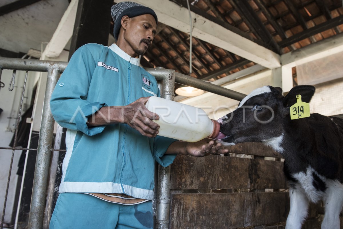 USAHA PETERNAKAN SAPI PERAH NASIONAL | ANTARA Foto USAHA PETERNAKAN SAPI PERAH NASIONAL | ANTARA Foto