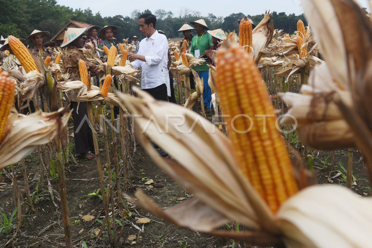 PRESIDEN PANEN RAYA JAGUNG | ANTARA Foto