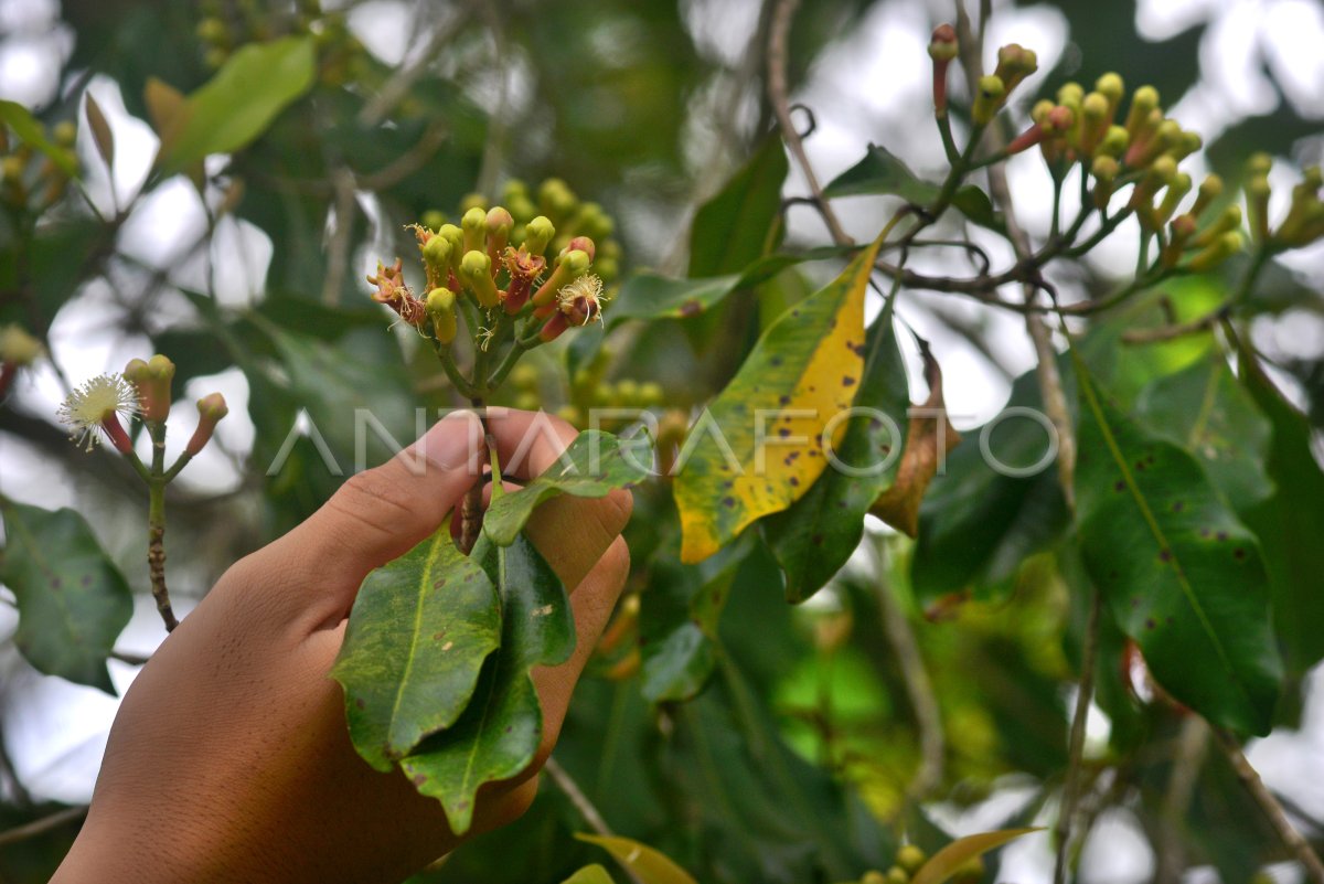 PANEN CENGKEH MINAHASA | ANTARA Foto