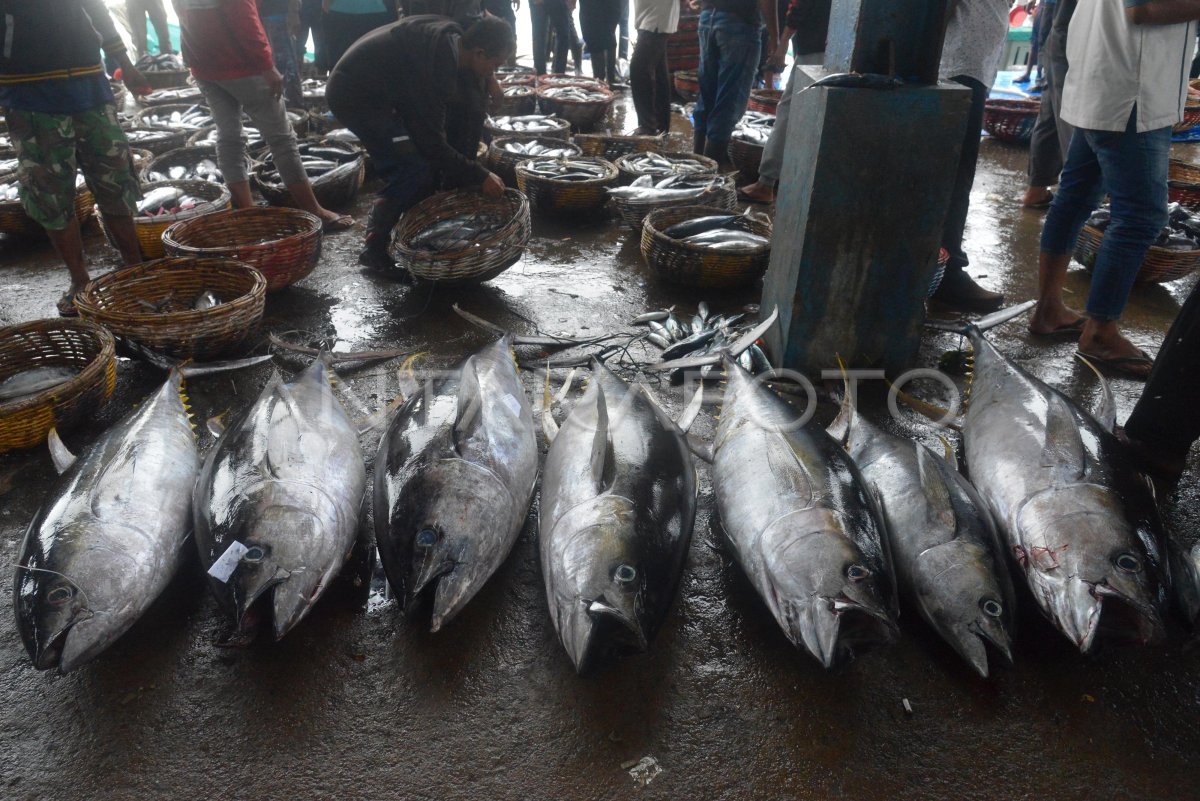 PEMERINTAH GENCARKAN KAMPANYE KONSUMSI IKAN CEGAH STUNTING | ANTARA Foto PEMERINTAH GENCARKAN KAMPANYE KONSUMSI IKAN CEGAH STUNTING | ANTARA Foto