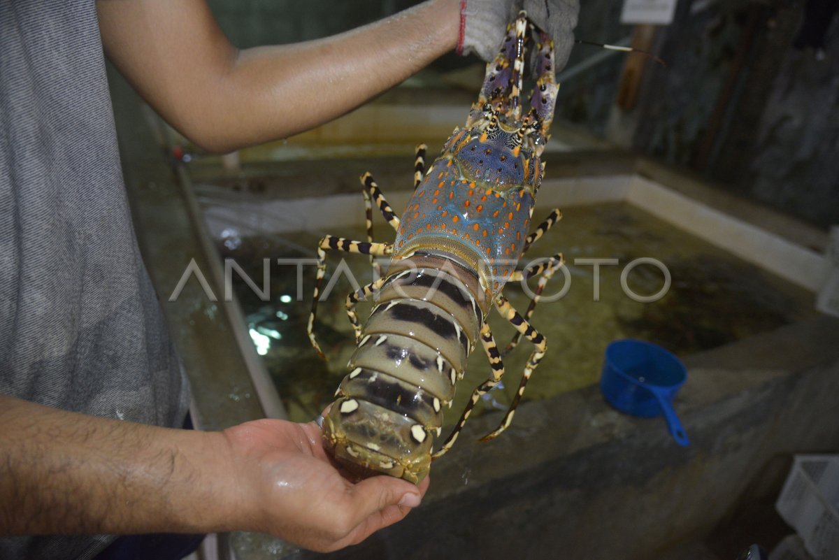 KOMODITAS UNGGULAN LOBSTER KUALITAS EKSPOR | ANTARA Foto