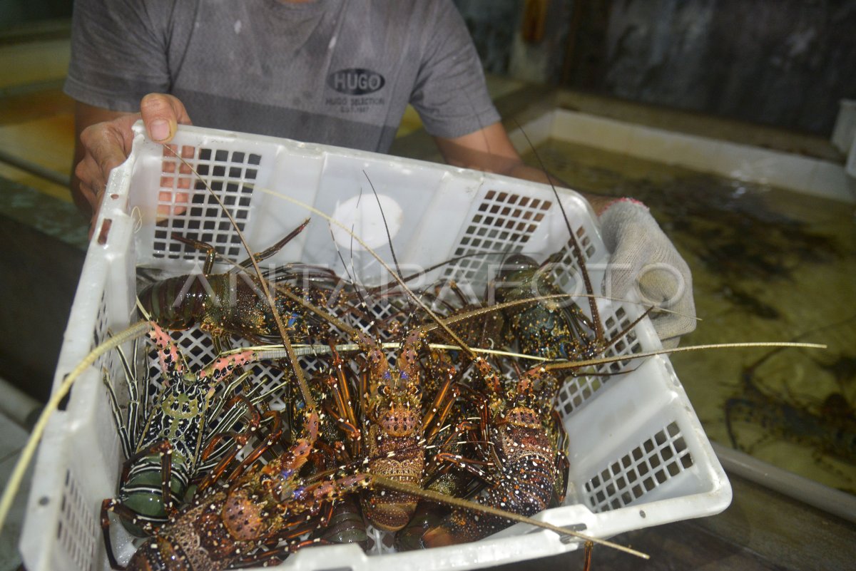 KOMODITAS UNGGULAN LOBSTER KUALITAS EKSPOR | ANTARA Foto