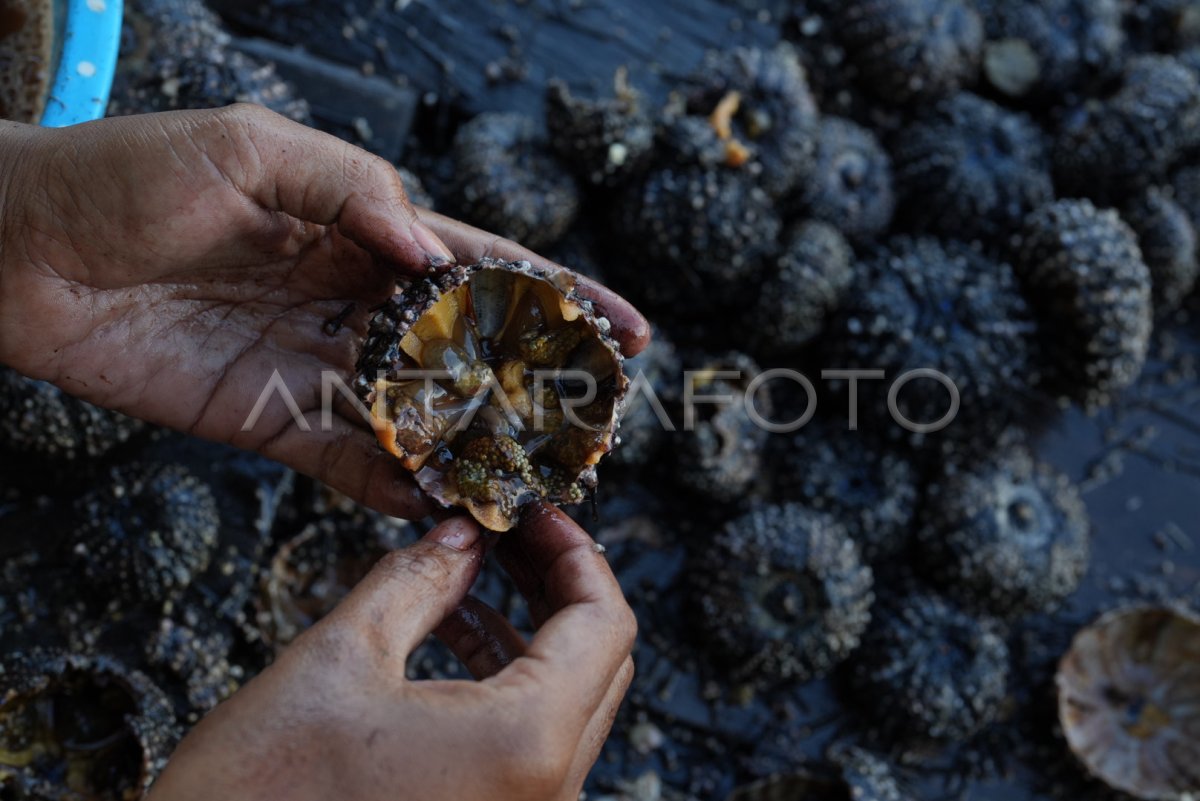 KONSUMSI DAGING BULU BABI | ANTARA Foto KONSUMSI DAGING BULU BABI | ANTARA Foto
