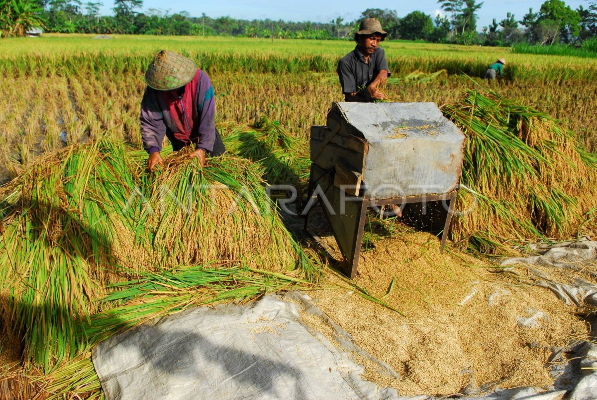 PANEN RAYA PADI | ANTARA Foto