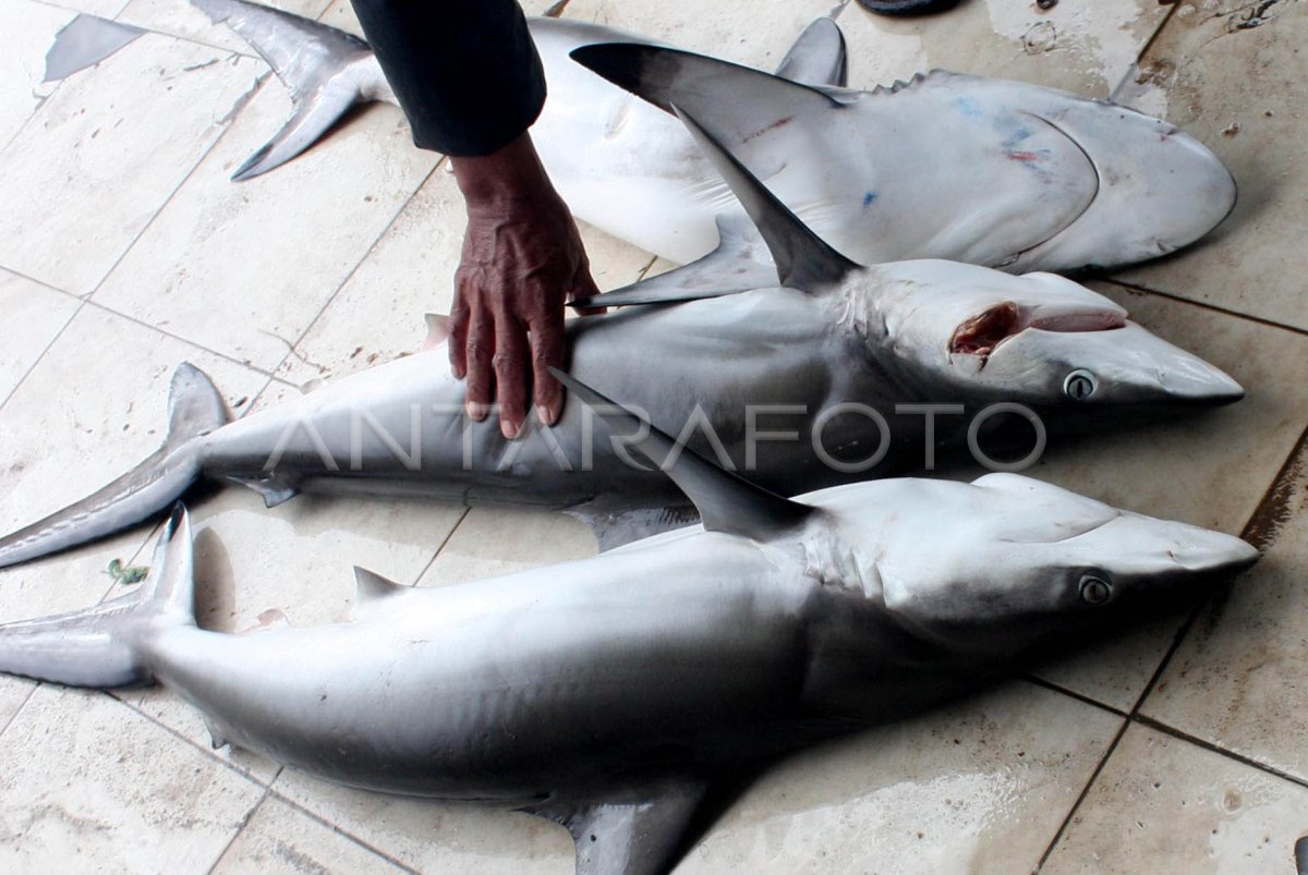 IKAN HIU | ANTARA Foto