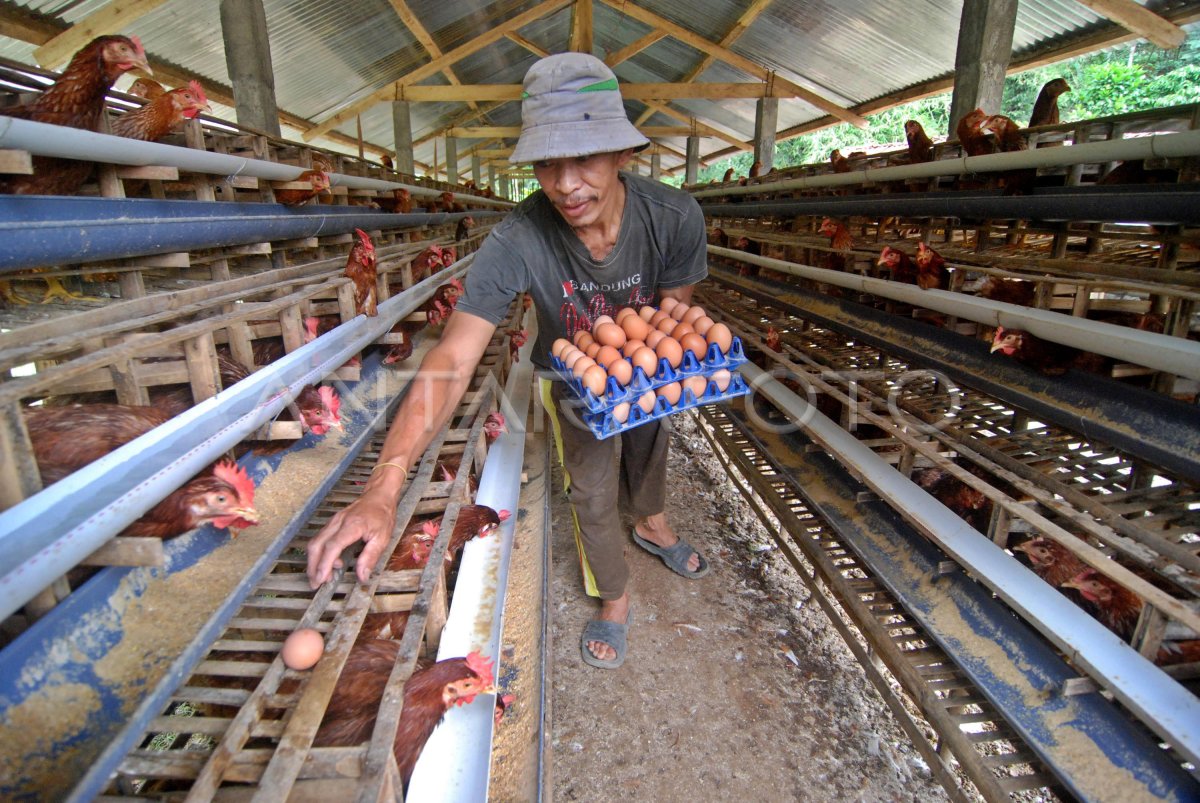 PAKAN MAHAL PICU KERUGIAN PETERNAK | ANTARA Foto PAKAN MAHAL PICU KERUGIAN PETERNAK | ANTARA Foto