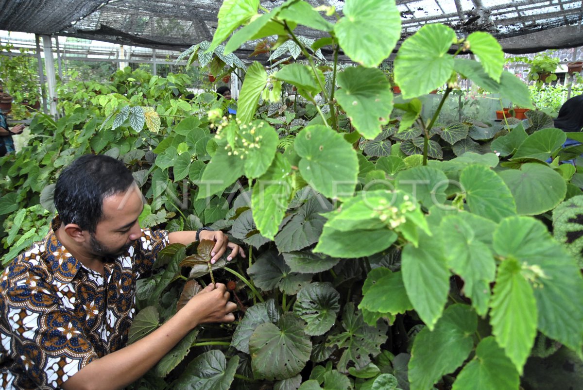 PENEMUAN JENIS BARU TUMBUHAN | ANTARA Foto