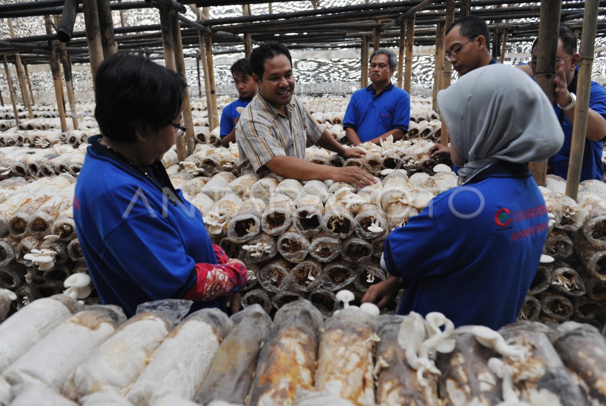 BUDIDAYA JAMUR TIRAM | ANTARA Foto