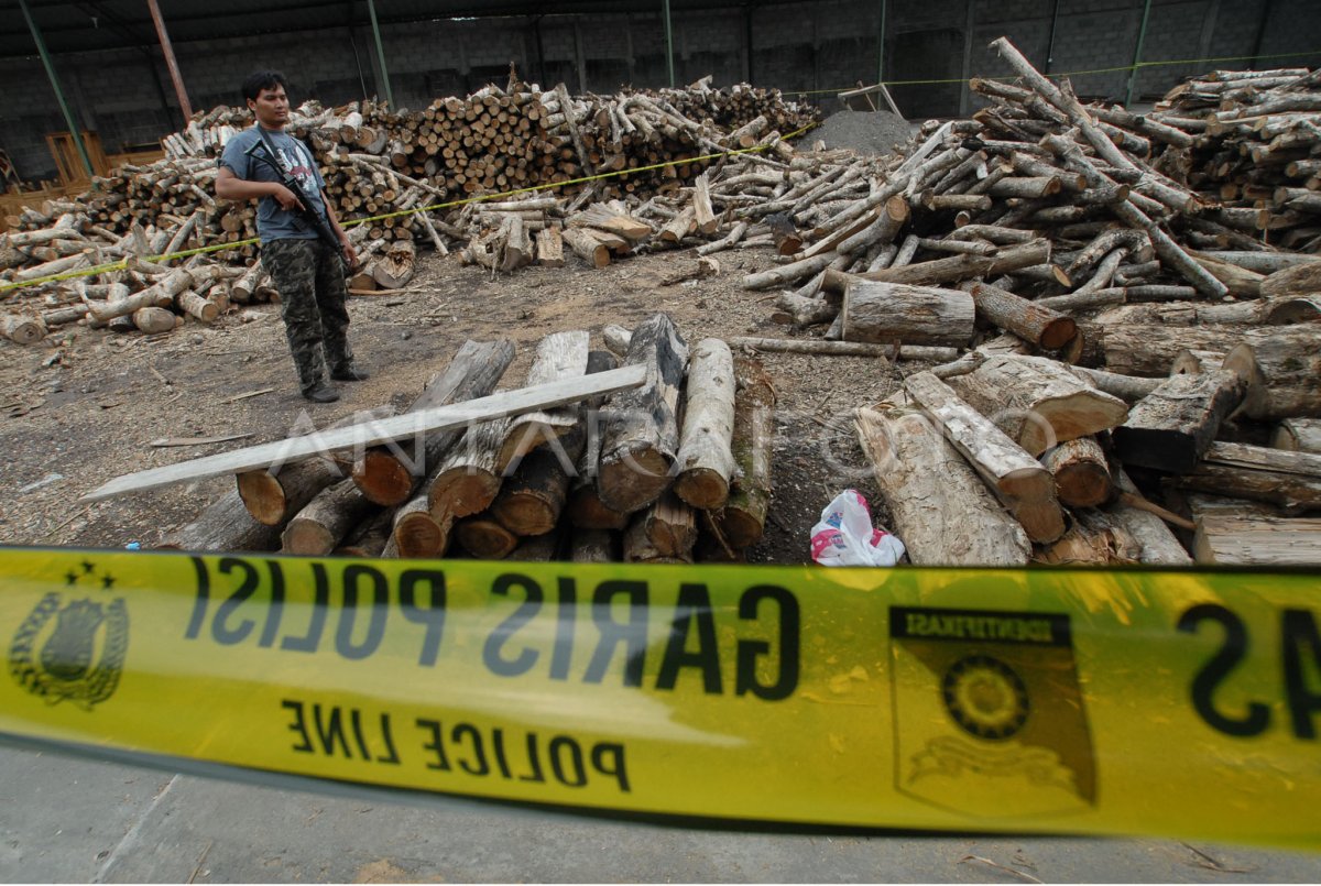 GUDANG KAYU JATI ILEGAL | ANTARA Foto