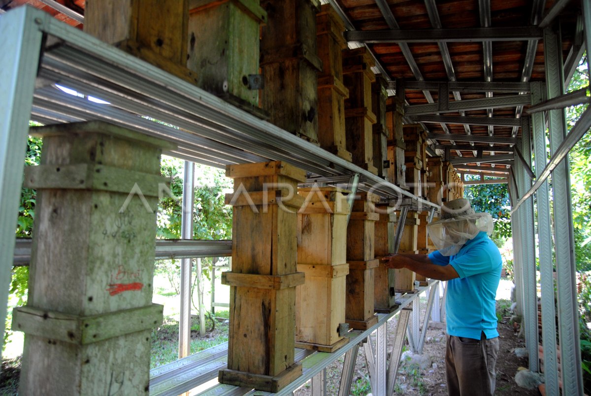 PRODUKSI MADU HERBAL DAN LEBAH TRIGONA SAAT RAMADHAN | ANTARA Foto PRODUKSI MADU HERBAL DAN LEBAH TRIGONA SAAT RAMADHAN | ANTARA Foto