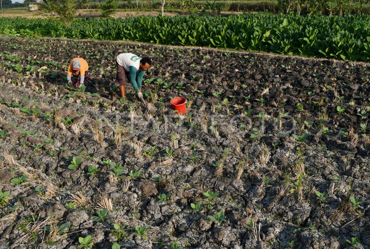PETANI TEMBAKAU DI MADIUN | ANTARA Foto PETANI TEMBAKAU DI MADIUN | ANTARA Foto