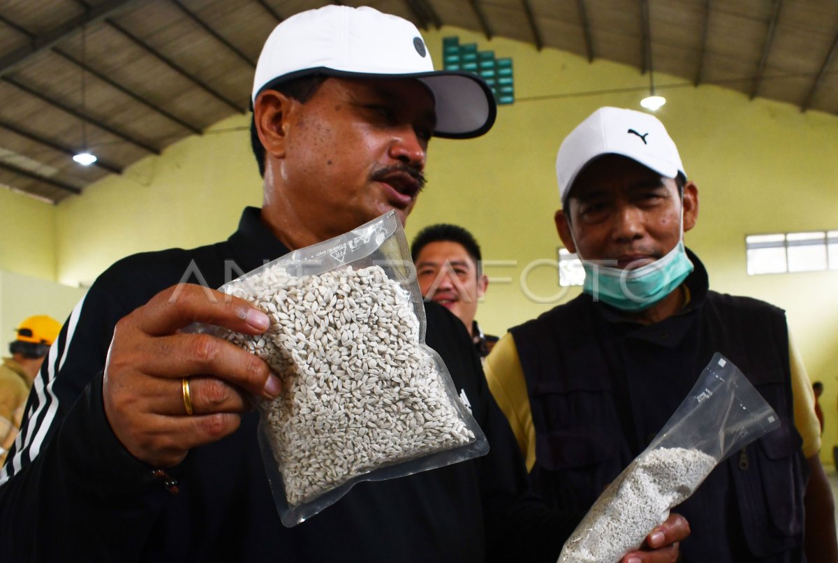 UJI COBA PRODUKSI BERAS PORANG DI MADIUN | ANTARA Foto UJI COBA PRODUKSI BERAS PORANG DI MADIUN | ANTARA Foto
