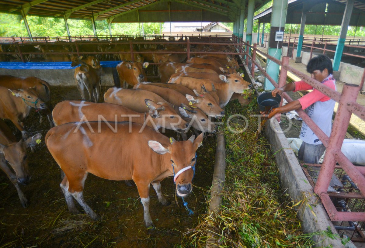 PROGRAM SUBSIDI SAPI INDUKAN | ANTARA Foto PROGRAM SUBSIDI SAPI INDUKAN | ANTARA Foto