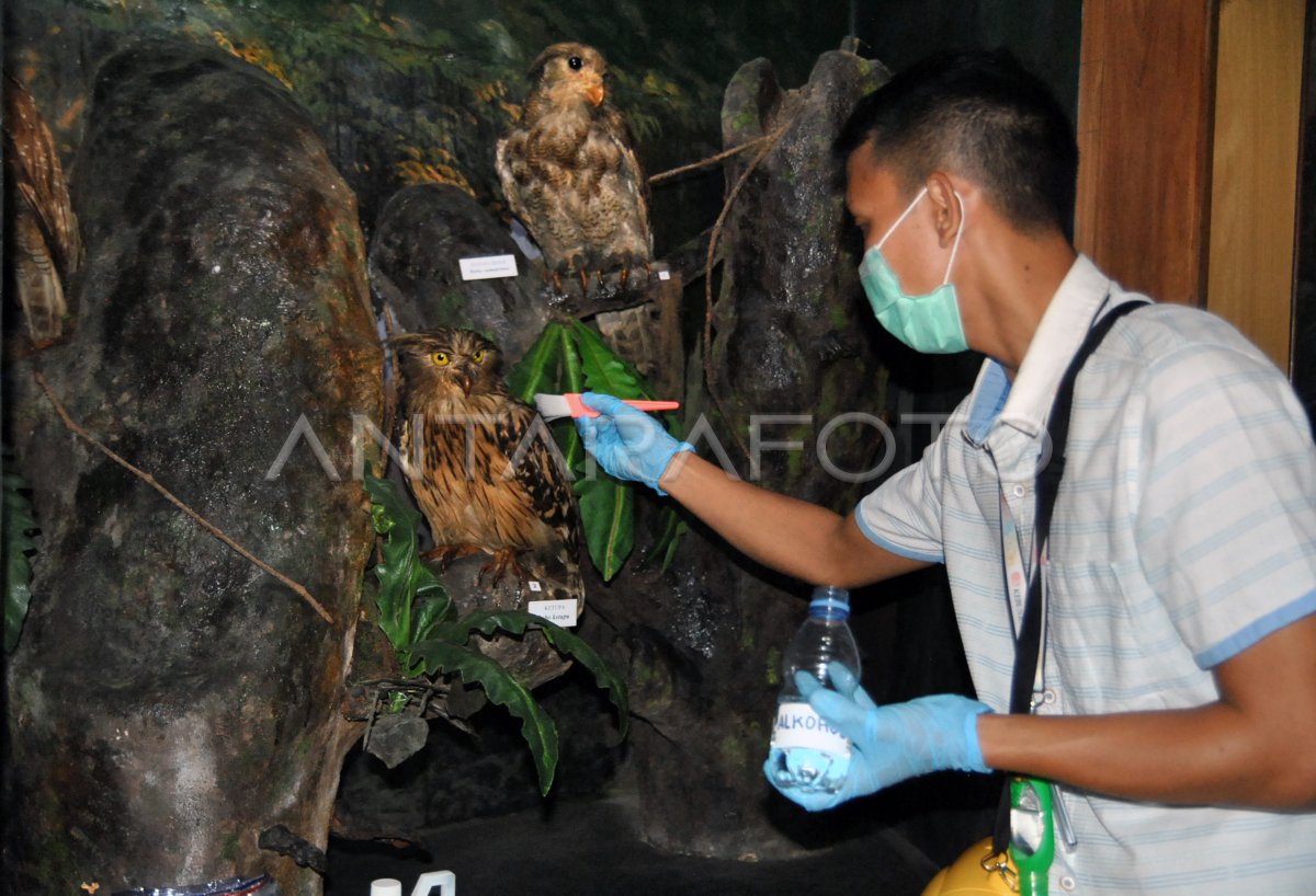 PERAWATAN MUSEUM ZOOLOGI DAN KEBUN RAYA BOGOR | ANTARA Foto