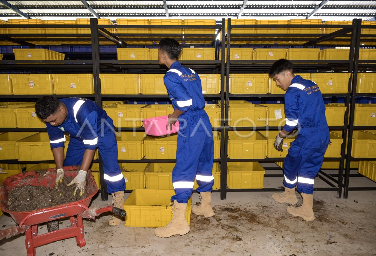 Budidaya maggot untuk pengurai sampah di Mataram | ANTARA Foto Budidaya maggot untuk pengurai sampah di Mataram | ANTARA Foto