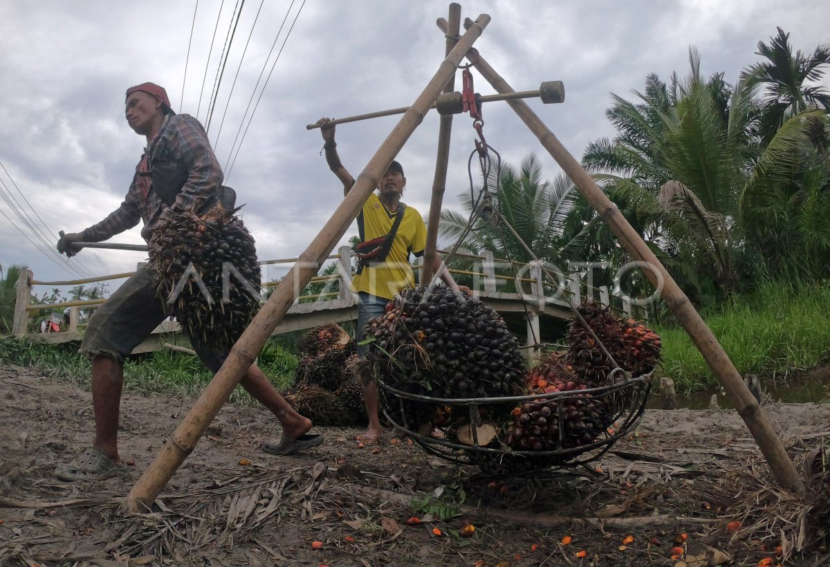 DAMPAK PANDEMI COVID-19 TERHADAP ANGKATAN KERJA | ANTARA Foto DAMPAK PANDEMI COVID-19 TERHADAP ANGKATAN KERJA | ANTARA Foto