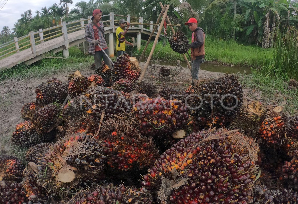 DAMPAK PANDEMI COVID-19 TERHADAP ANGKATAN KERJA | ANTARA Foto DAMPAK PANDEMI COVID-19 TERHADAP ANGKATAN KERJA | ANTARA Foto