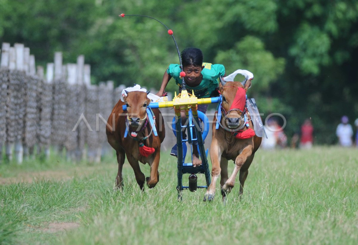 KERAPAN SAPI PEMULA | ANTARA Foto KERAPAN SAPI PEMULA | ANTARA Foto