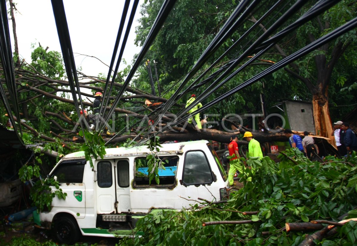 POHON TUMBANG MENIMPA EMPAT MOBIL | ANTARA Foto