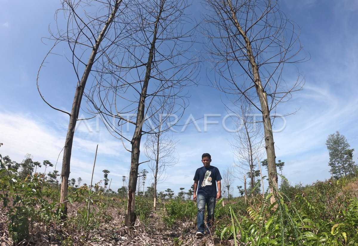 EKSPANSI AKASIA DI HUTAN LINDUNG GAMBUT JAMBI | ANTARA Foto