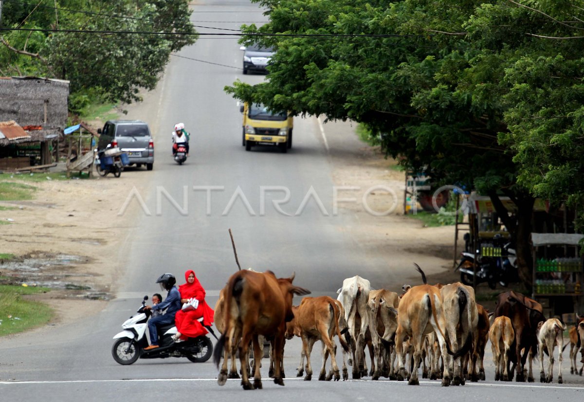 TERNAK LIAR ANCAM KESELAMATAN PENGGUNA JALAN | ANTARA Foto TERNAK LIAR ANCAM KESELAMATAN PENGGUNA JALAN | ANTARA Foto