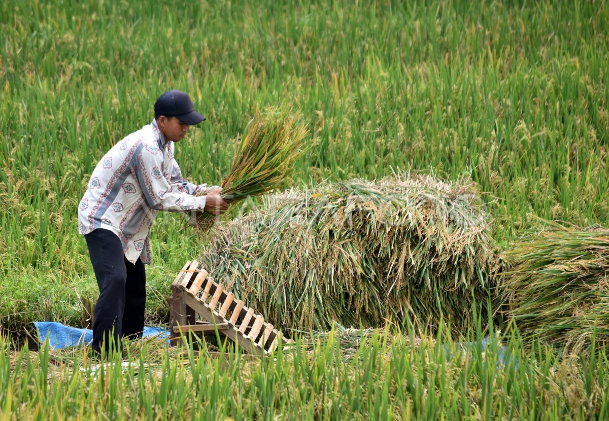 SERAPAN GABAH PRODUKSI PETANI | ANTARA Foto