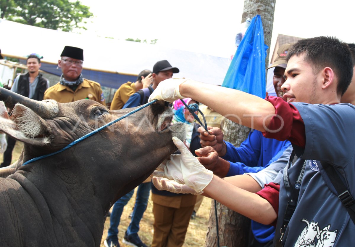 PEMERIKSAAN KESEHATAN HEWAN KURBAN | ANTARA Foto PEMERIKSAAN KESEHATAN HEWAN KURBAN | ANTARA Foto