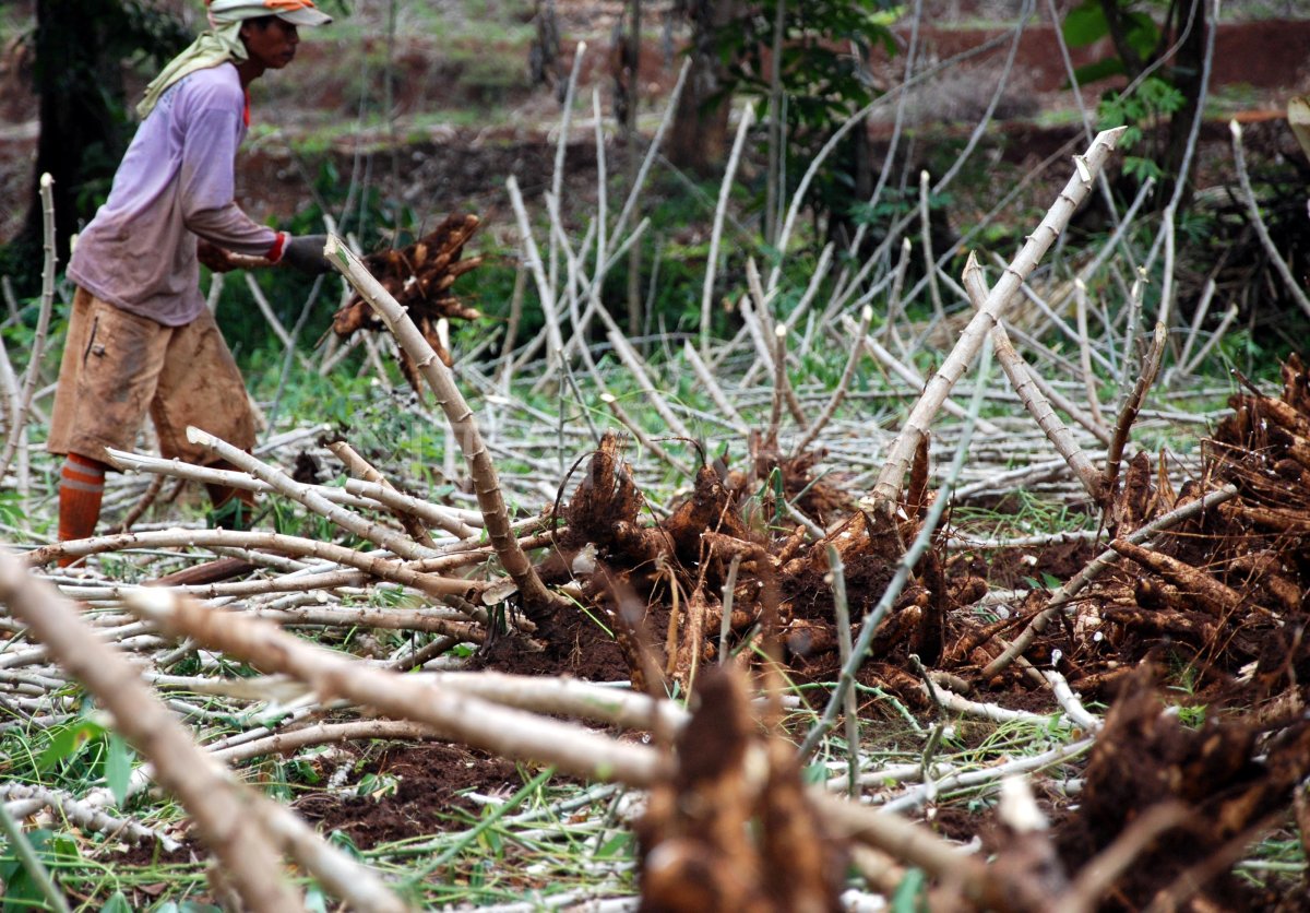 PANEN SINGKONG | ANTARA Foto