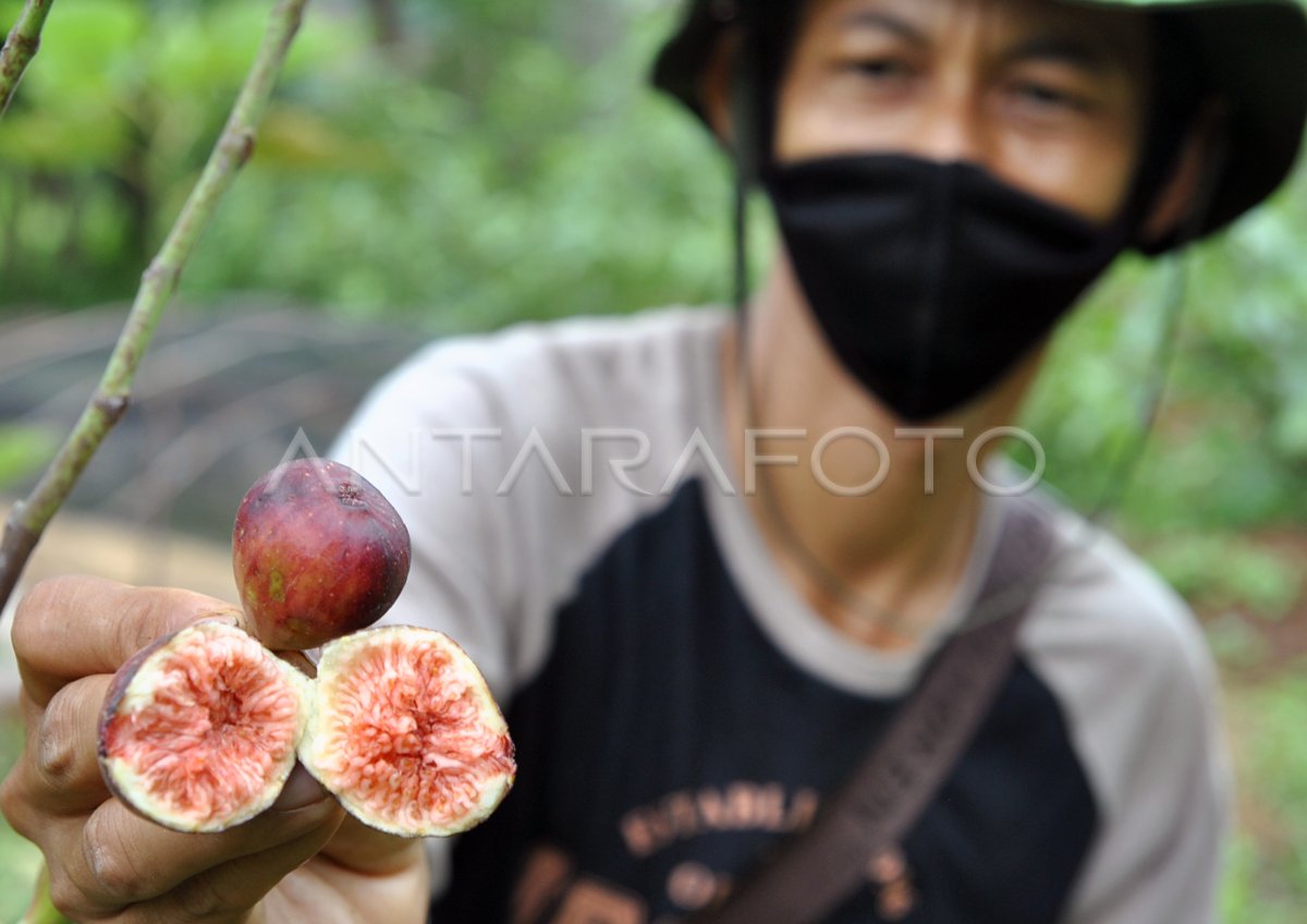 Budidaya Buah Tin Di Kota Bogor Antara Foto