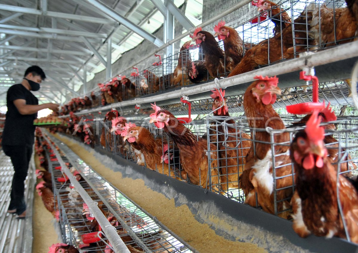 HARGA TELUR AYAM TURUN DI AWAL RAMADHAN | ANTARA Foto HARGA TELUR AYAM TURUN DI AWAL RAMADHAN | ANTARA Foto