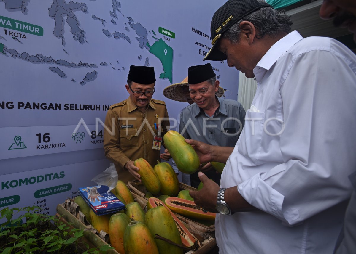 PANEN HASIL PETANI BINAAN BAZNAS | ANTARA Foto