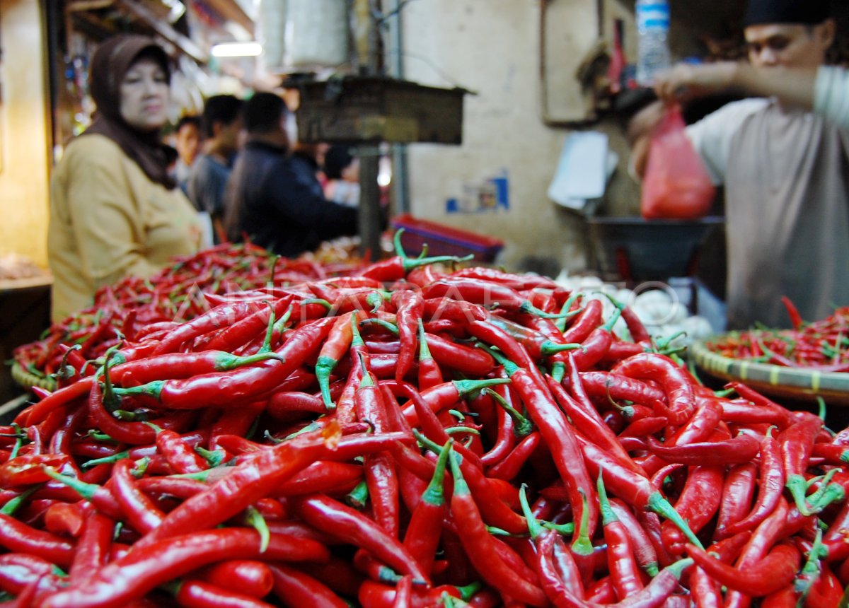 HARGA CABAI MERAH TURUN | ANTARA Foto