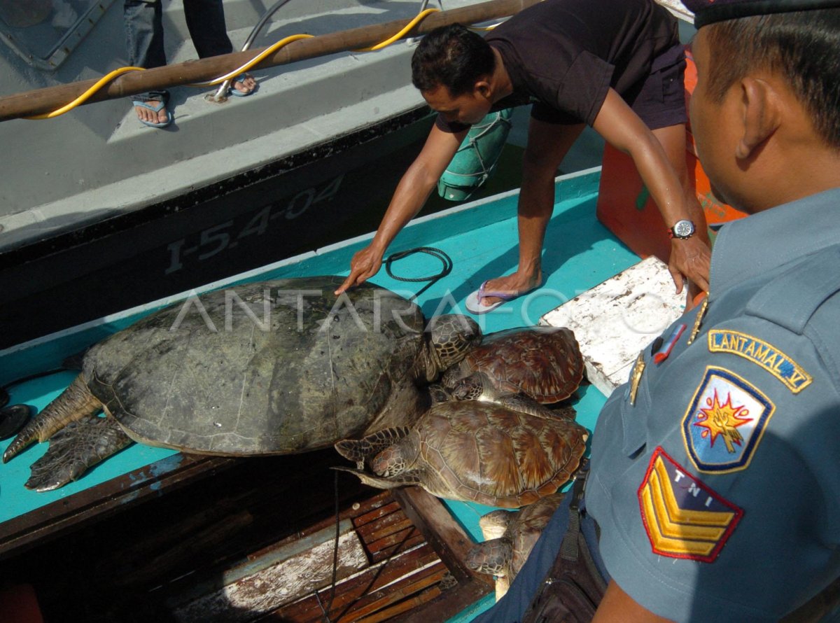 PENYELUNDUPAN PENYU. | ANTARA Foto