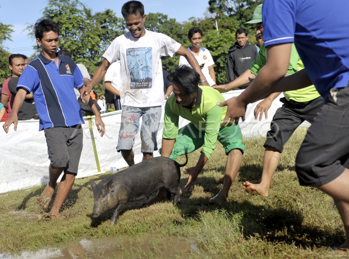 TANGKAP BABI | ANTARA Foto