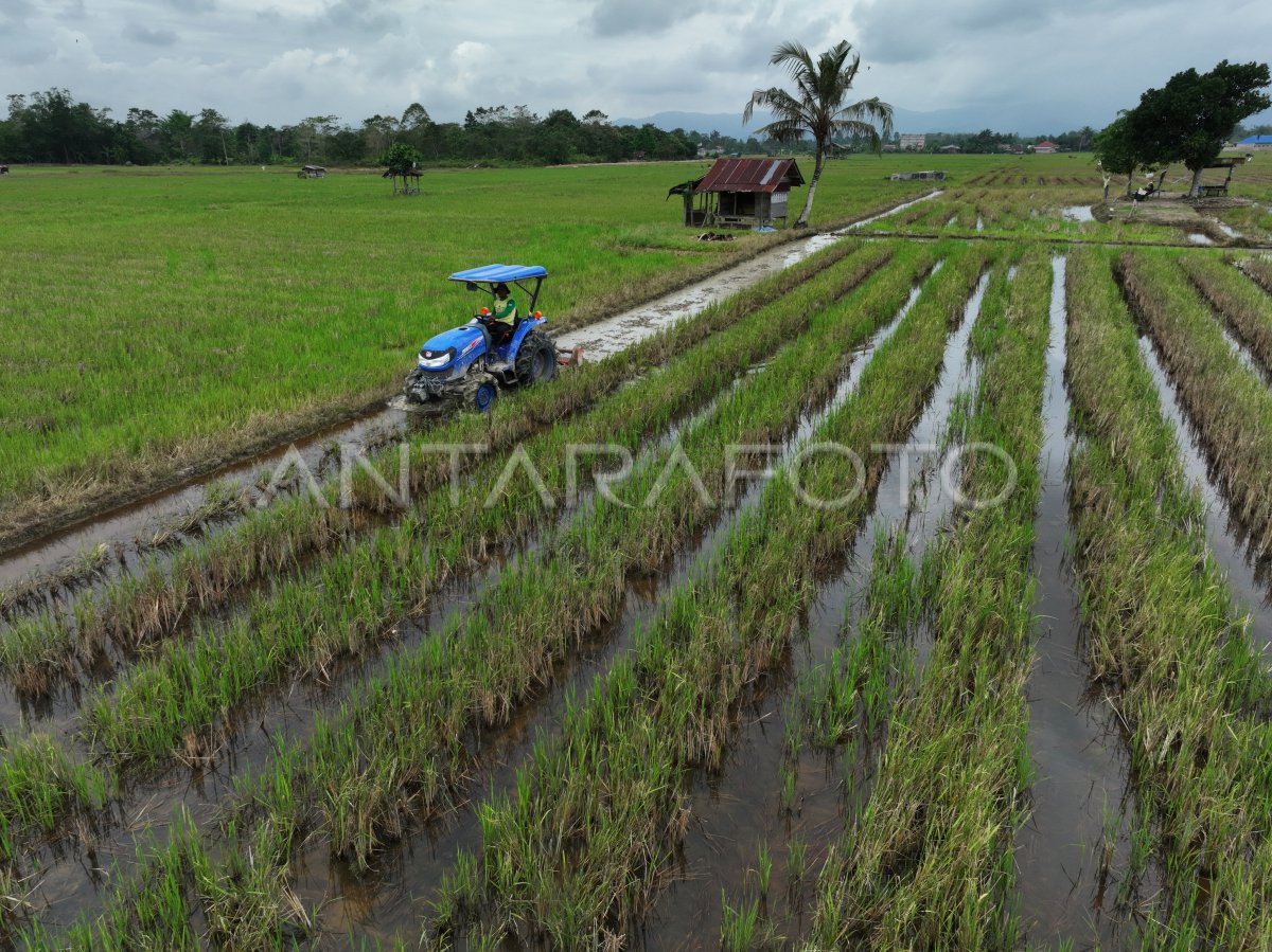 Musim tanam padi menanti hujan | ANTARA Foto