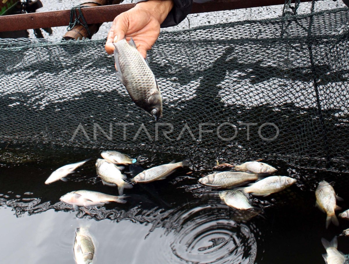 RIBUAN TON IKAN MATI | ANTARA Foto RIBUAN TON IKAN MATI | ANTARA Foto